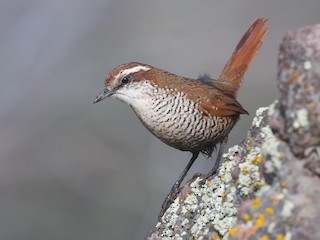 White-throated Tapaculo - eBird