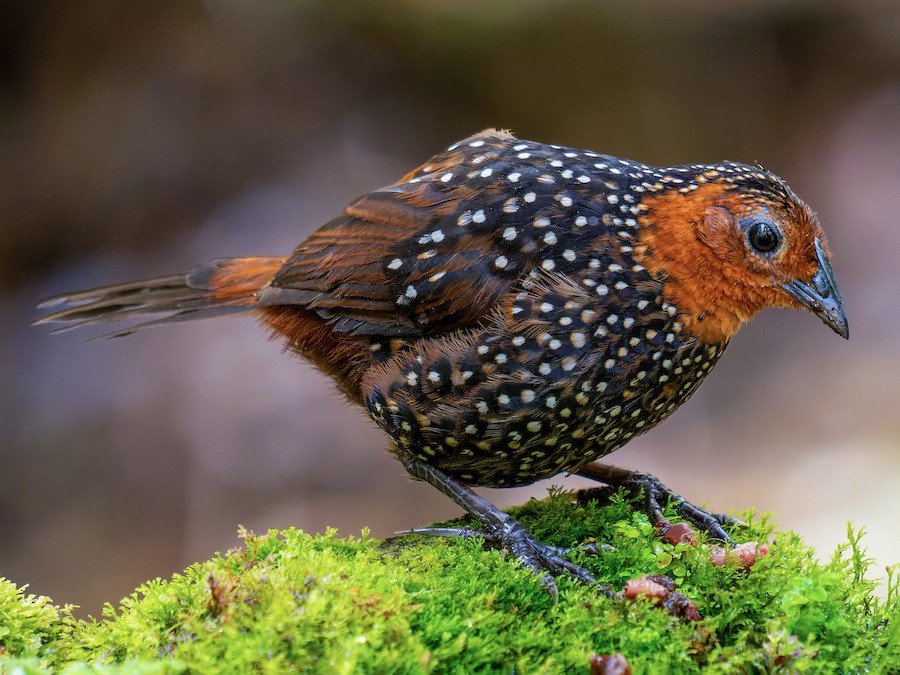 Ocellated Tapaculo - eBird