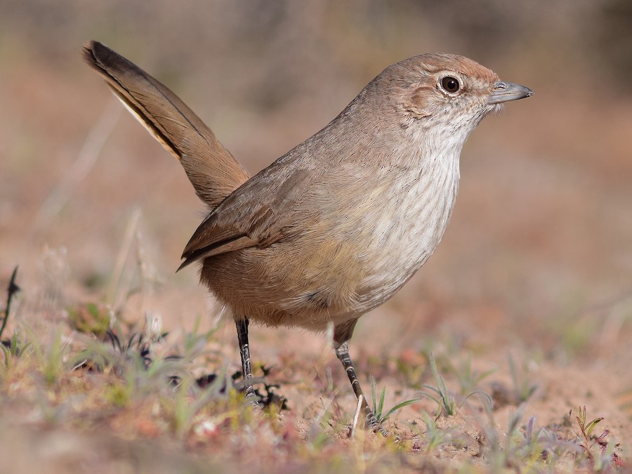 Sandy Gallito - eBird