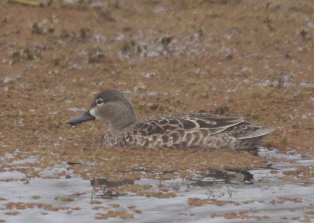 eBird Checklist - 15 Jan 2024 - Gray Lodge Wildlife Area - 52 species (+2 other taxa)