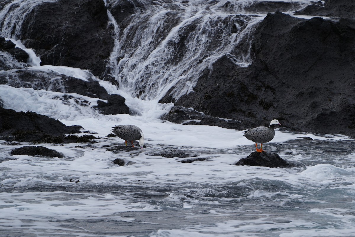 eBird Checklist - 7 Jan 2024 - Shemya Island--Eareckson AS (restricted ...