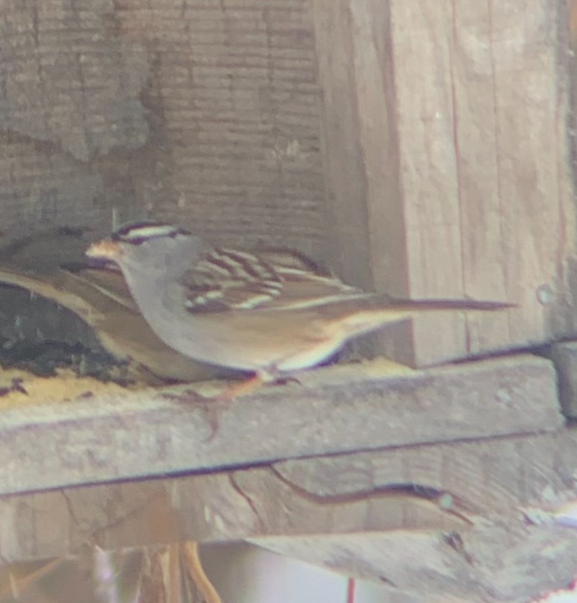 Pennsylvania Bird Atlas Checklist - 15 Jan 2024 - stakeout Harris's Sparrow, Warrens Mill Rd ...