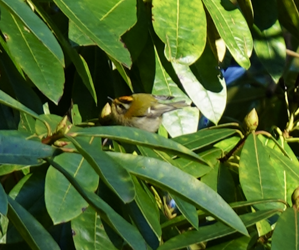 eBird Checklist - 18 Jan 2024 - The Lost Gardens of Heligan - 1 species