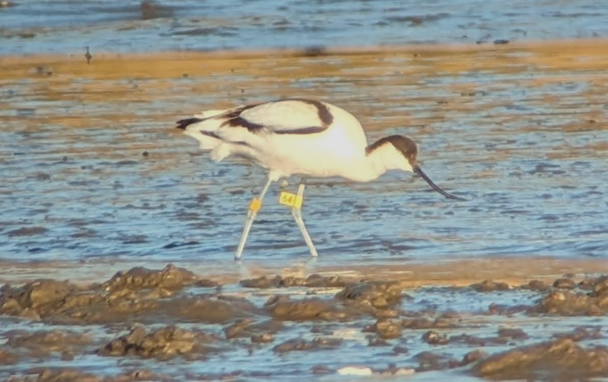 eBird Checklist - 18 Jan 2024 - Turlin Moor LNR - 42 species