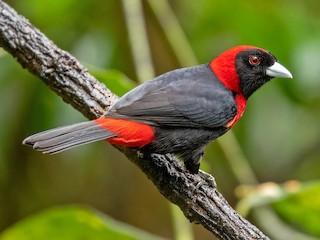 Tangara Rojinegra - eBird
