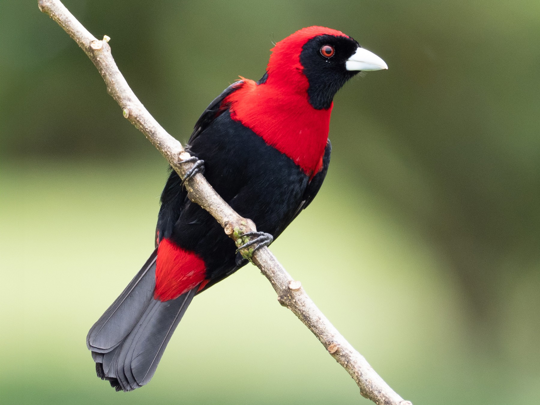 Crimson-collared Tanager - eBird