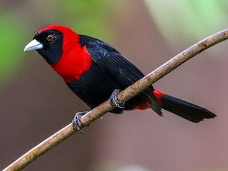 Tangara Rojinegra - eBird