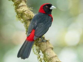 Tangara Rojinegra - eBird