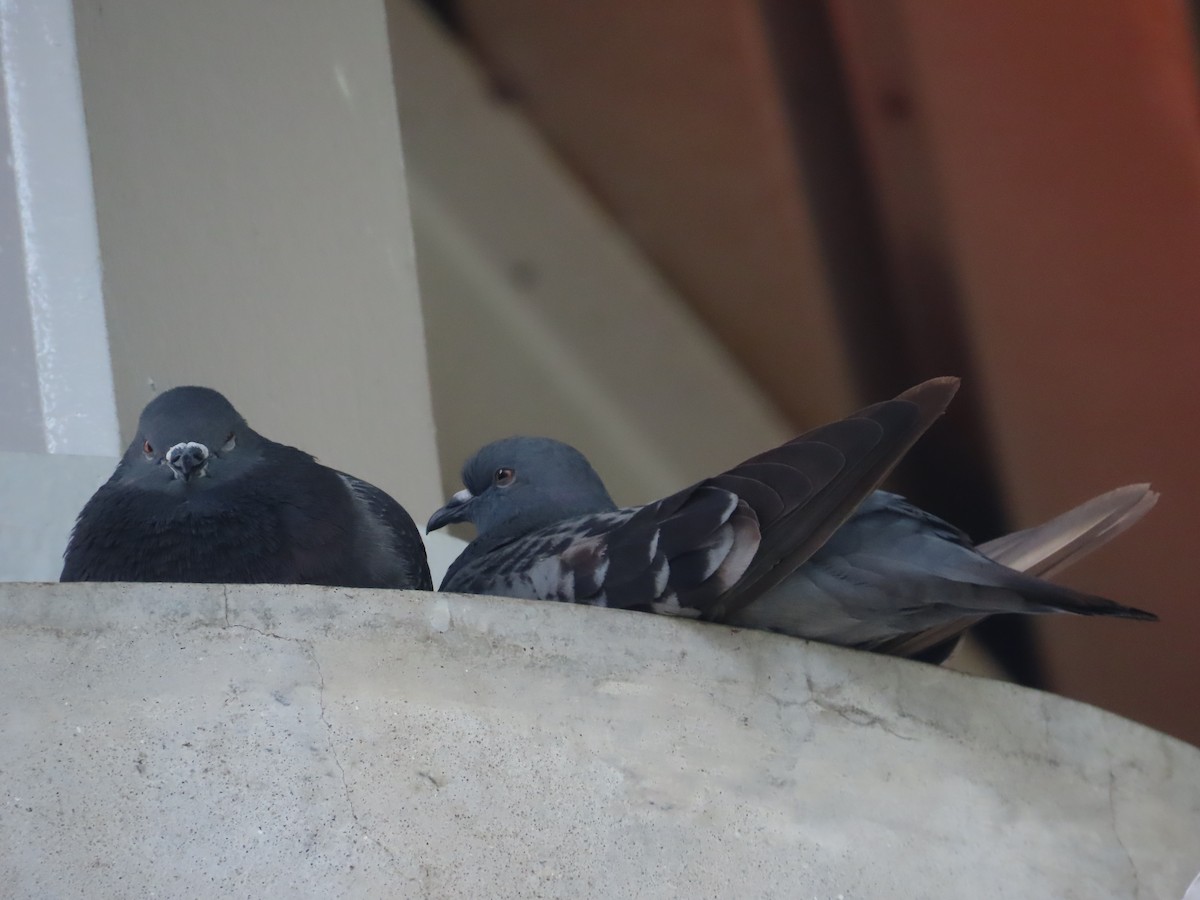 eBird Checklist - 16 Jan 2024 - Casco Viejo - 23 species