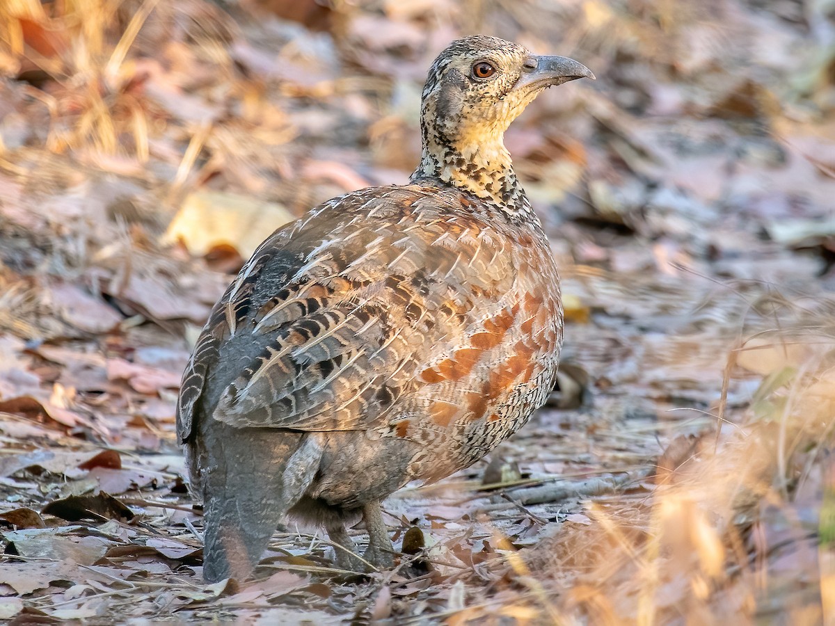 Whyte's Francolin - Scleroptila whytei - Birds of the World
