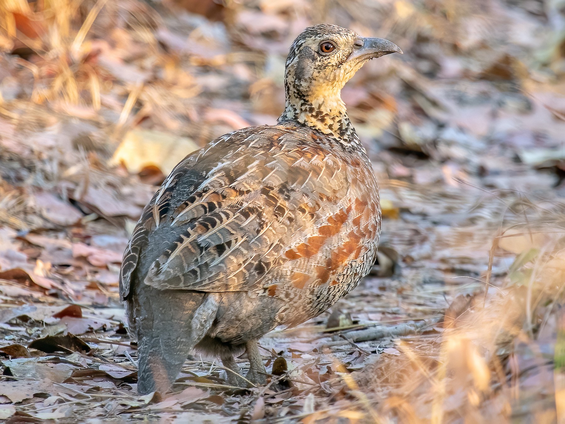 Whyte's francolin - eBird