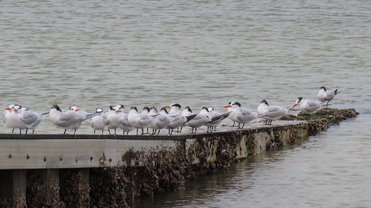 eBird Checklist - 18 Jan 2024 - Cypress Point Park - 16 species (+1 other taxa)