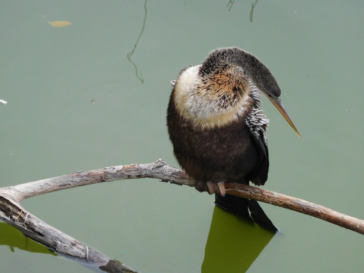 eBird Checklist - 17 Jan 2024 - Univ. of Texas, RGV (Brownsville ...