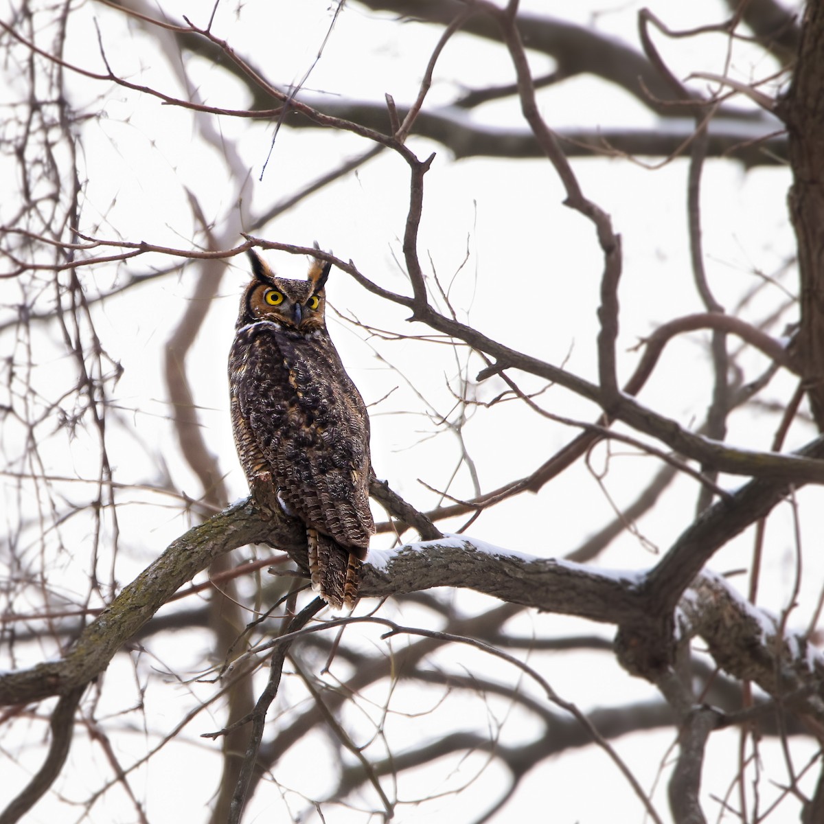 eBird Checklist - 18 Jan 2024 - Red Oaks Nature Center (Friendship ... eBird Checklist - 18 Jan 2024 - Red Oaks Nature Center (Friendship ...