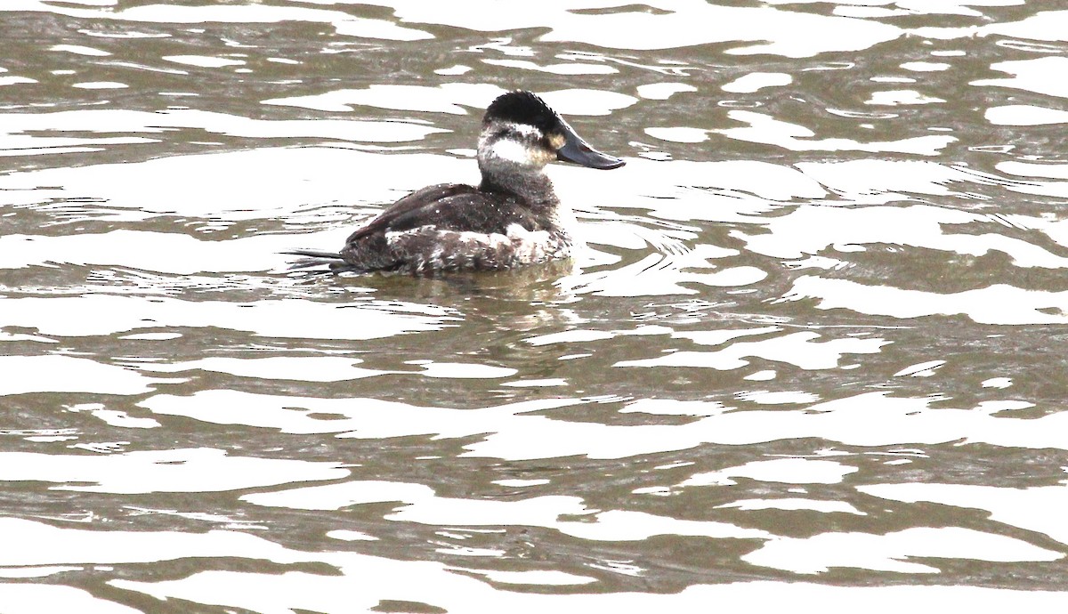 Pennsylvania Bird Atlas Checklist - 18 Jan 2024 - Monongahela River--Fredericktown (Washington ...
