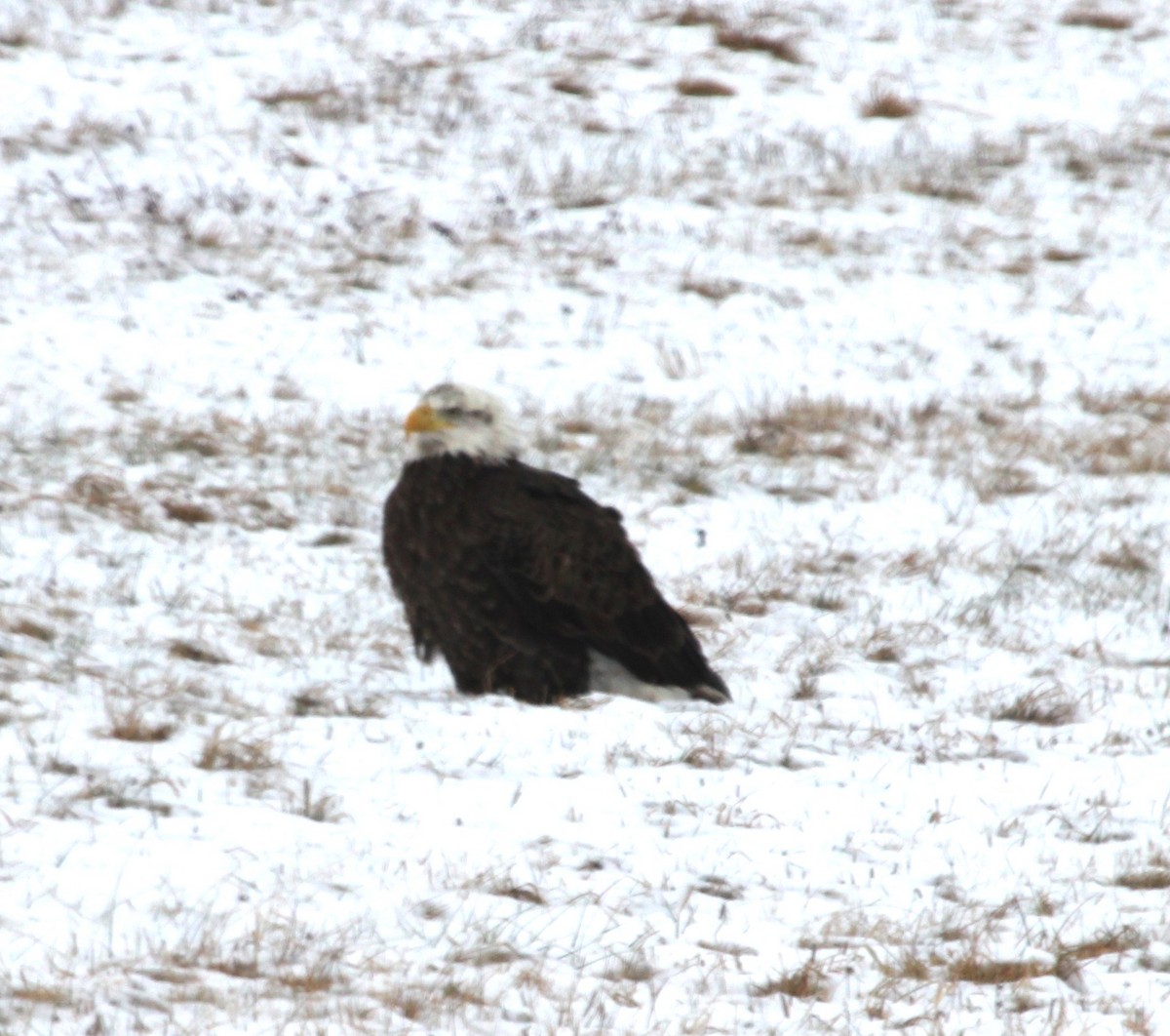 Pennsylvania Bird Atlas Checklist - 18 Jan 2024 - 346411 Goslin Road,Rices Landing,Pennsylvania ...