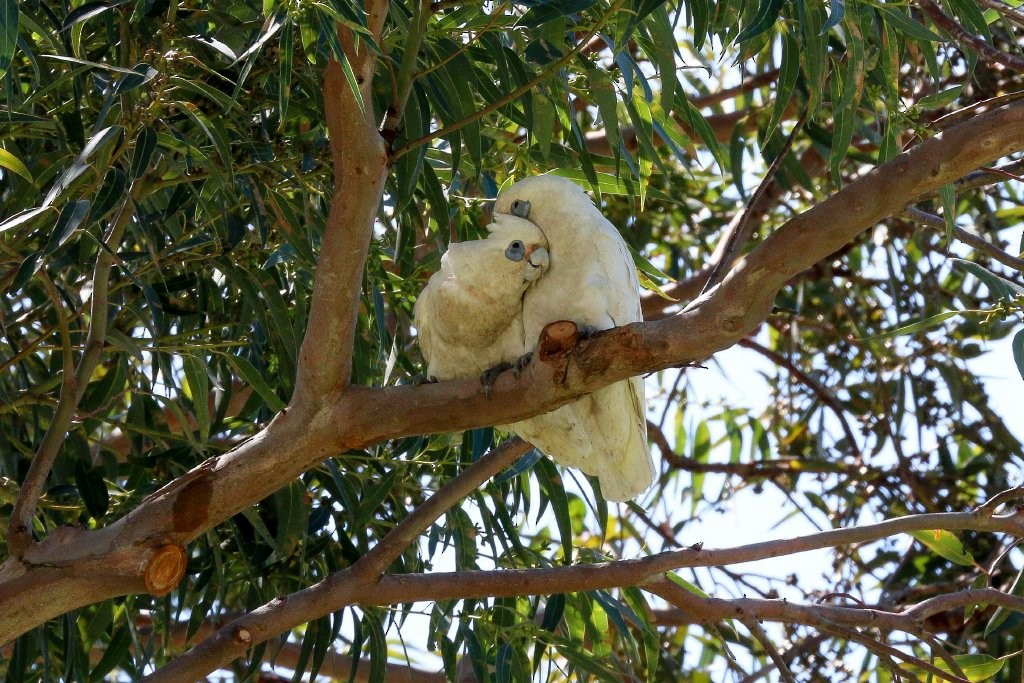 eBird Checklist - 29 Oct 2015 - Kings Park (Perth) - 14 species