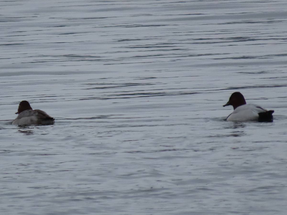 Pennsylvania Bird Atlas Checklist - 18 Jan 2024 - Beltzville SP--Day Use Area - 23 species (+1 ...