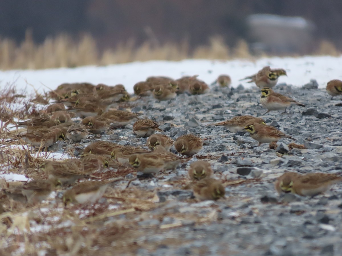 Pennsylvania Bird Atlas Checklist - 18 Jan 2024 - Reeser and Hawk View Rds. - 4 species