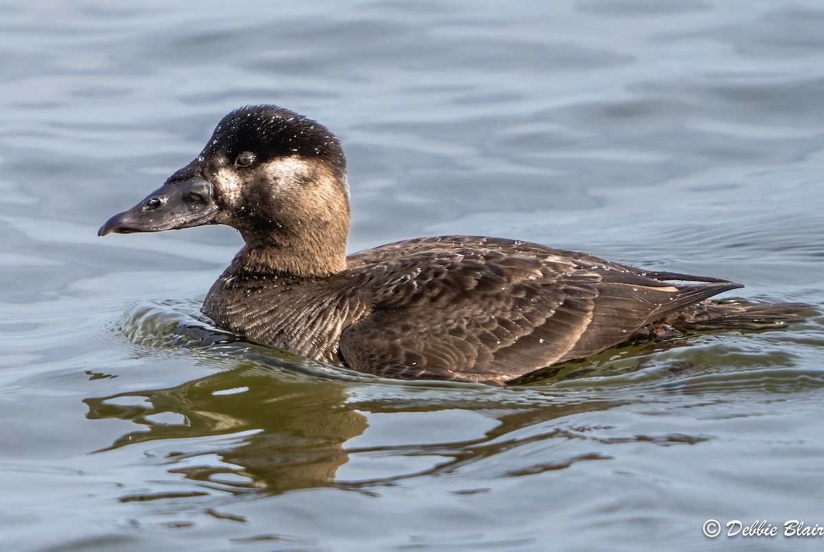 eBird Checklist - 18 Jan 2024 - Indian River Inlet - 15 species