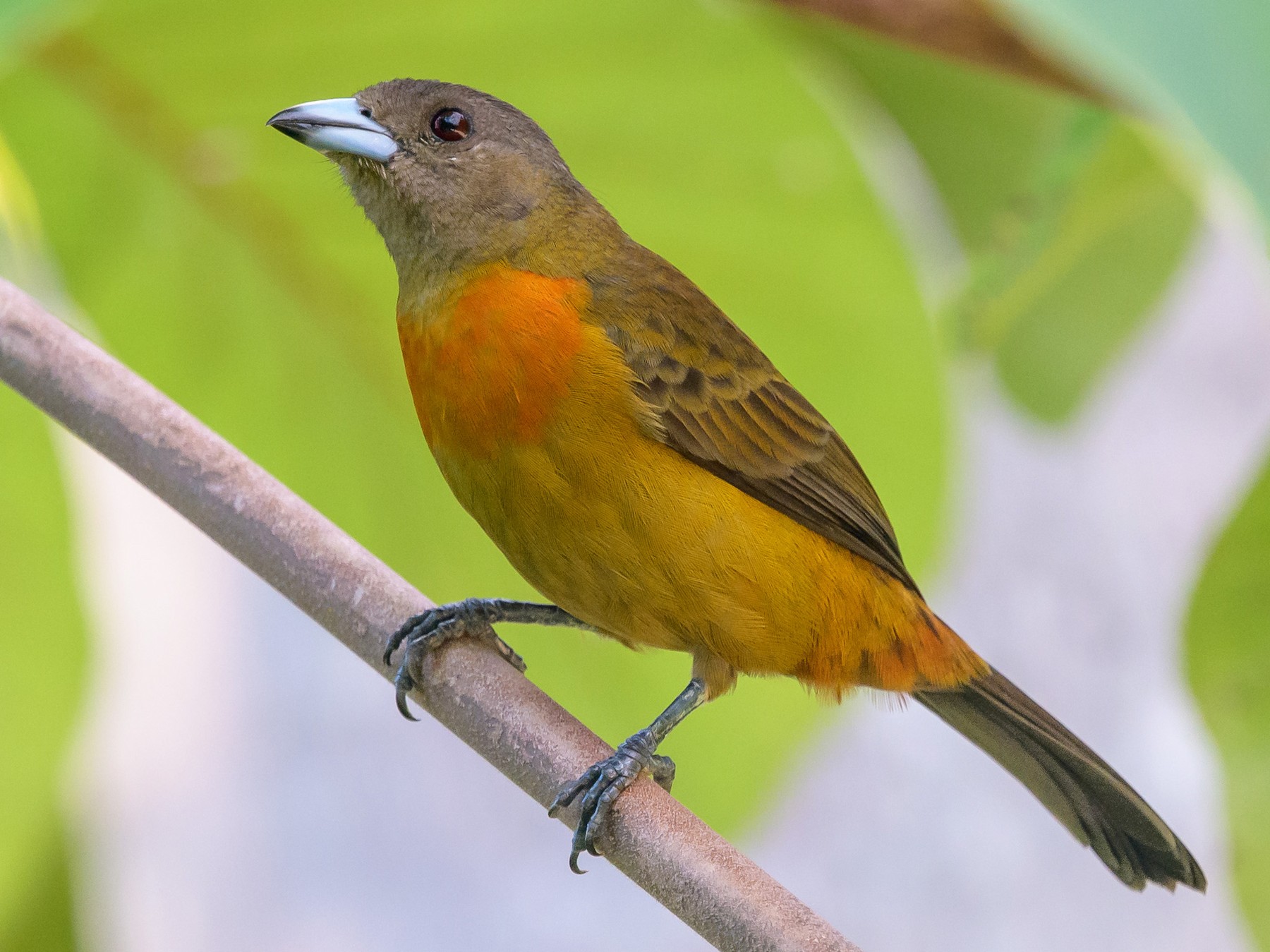 Scarlet-rumped Tanager - eBird