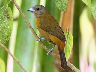 Scarlet-rumped Tanager - eBird