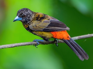 Scarlet-rumped Tanager - eBird