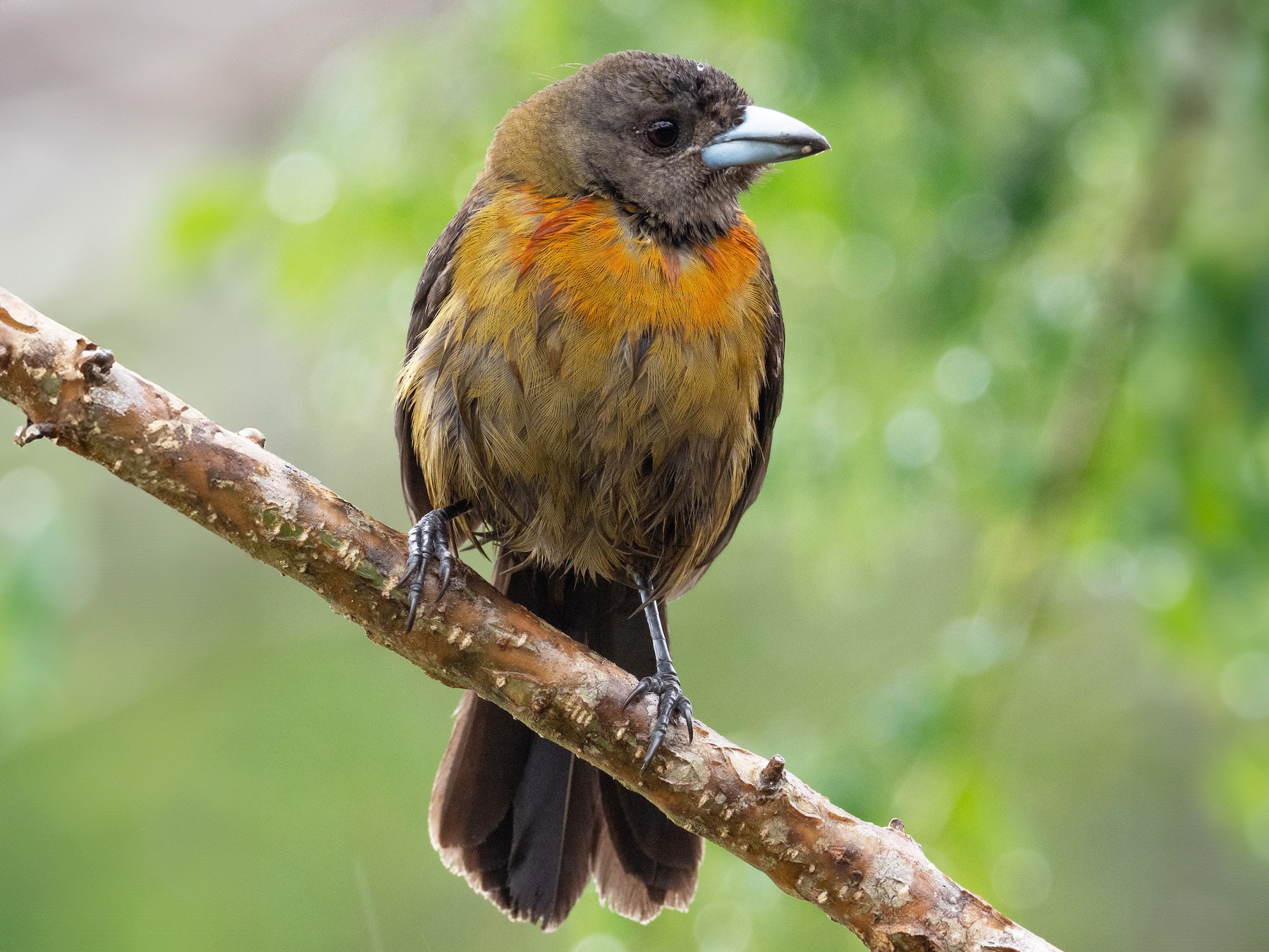 Scarlet-rumped Tanager - eBird
