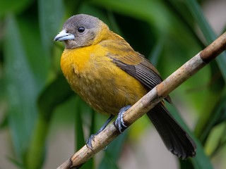 Scarlet-rumped Tanager - eBird