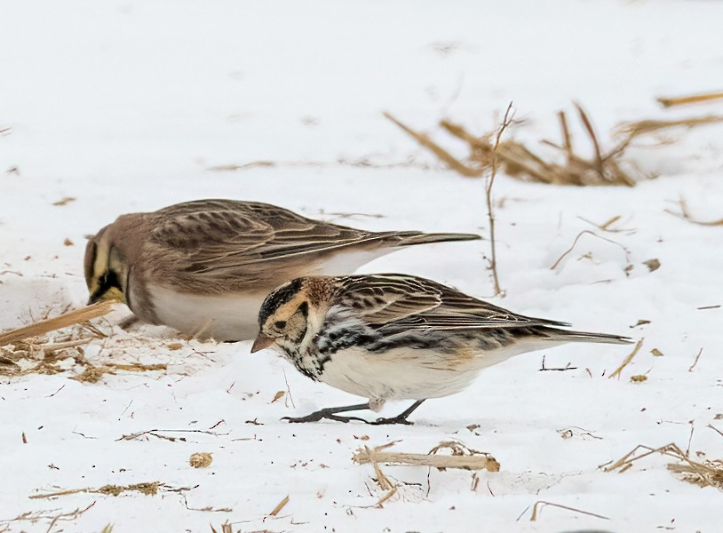 Pennsylvania Bird Atlas Checklist - 18 Jan 2024 - Ash Lane near Breinigsville - 6 species