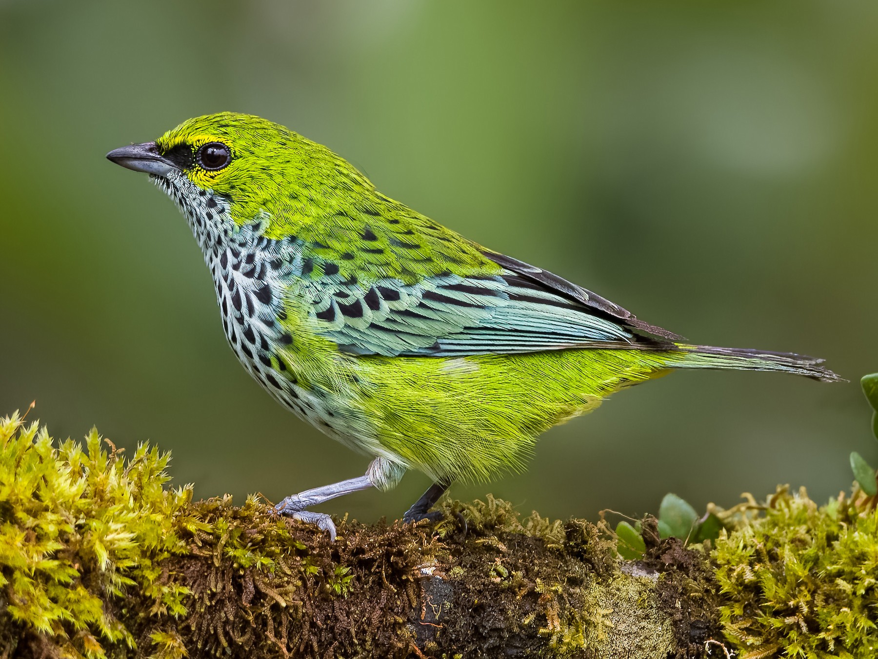 Speckled Tanager - eBird