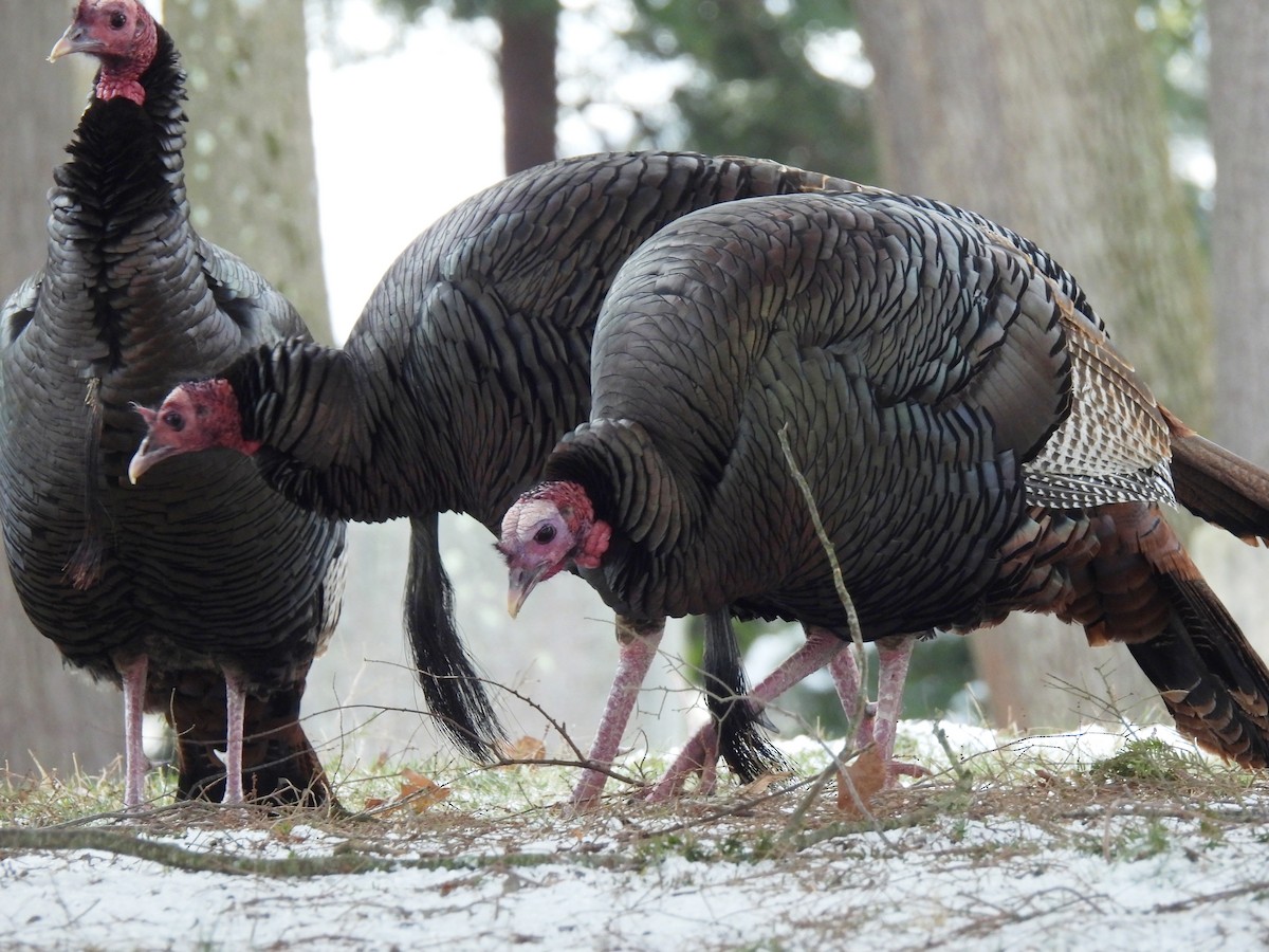 Mass Audubon eBird Checklist - 18 Jan 2024 - Forest Hills Cemetery - 21 ...