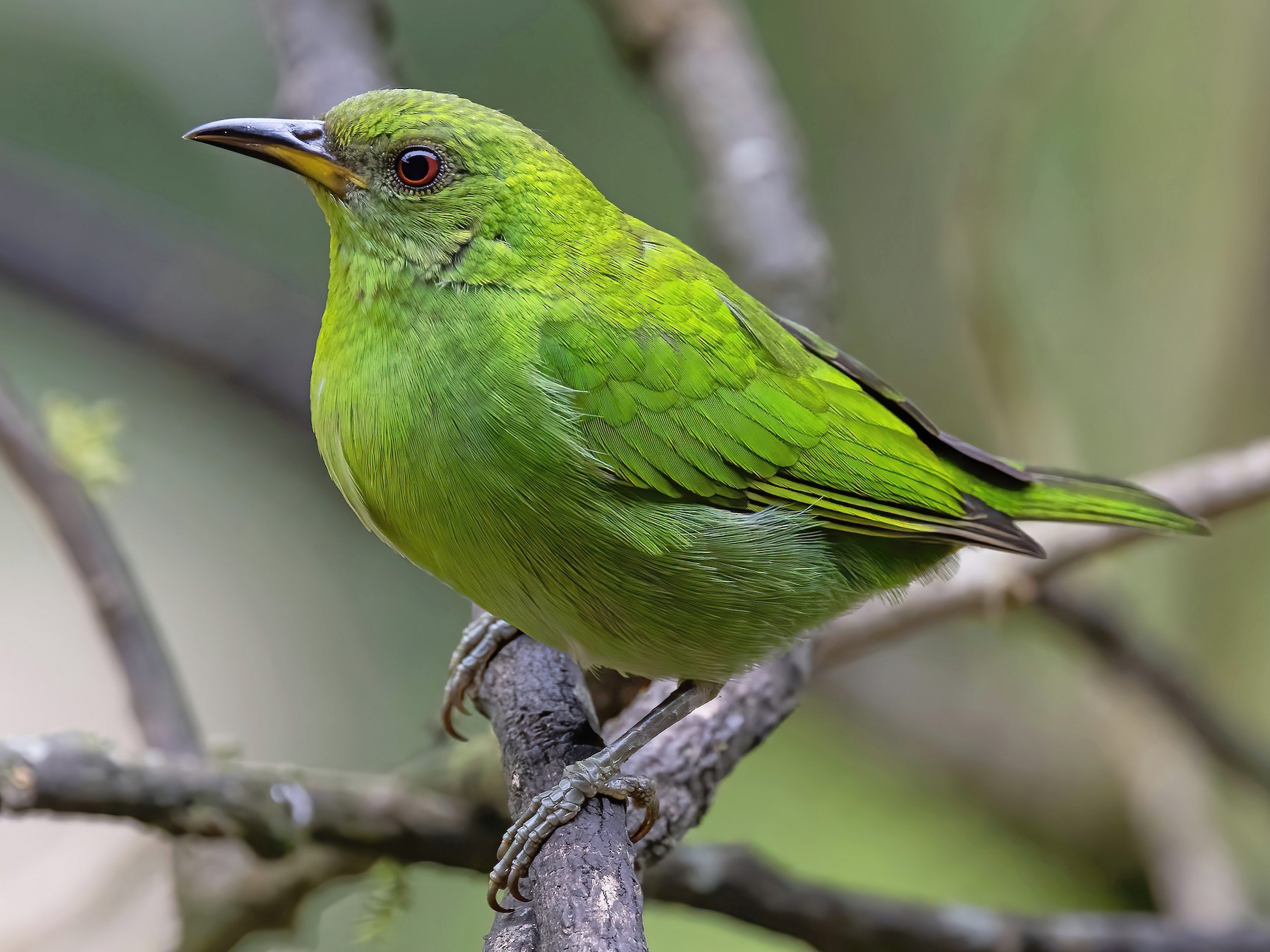 Green Honeycreeper Ebird