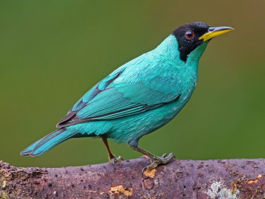 Green Honeycreeper EBird