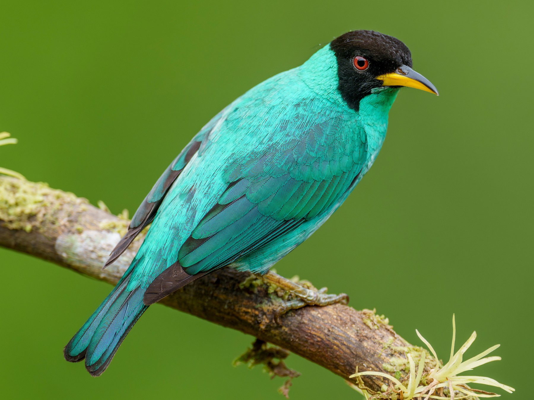 Green Honeycreeper Ebird