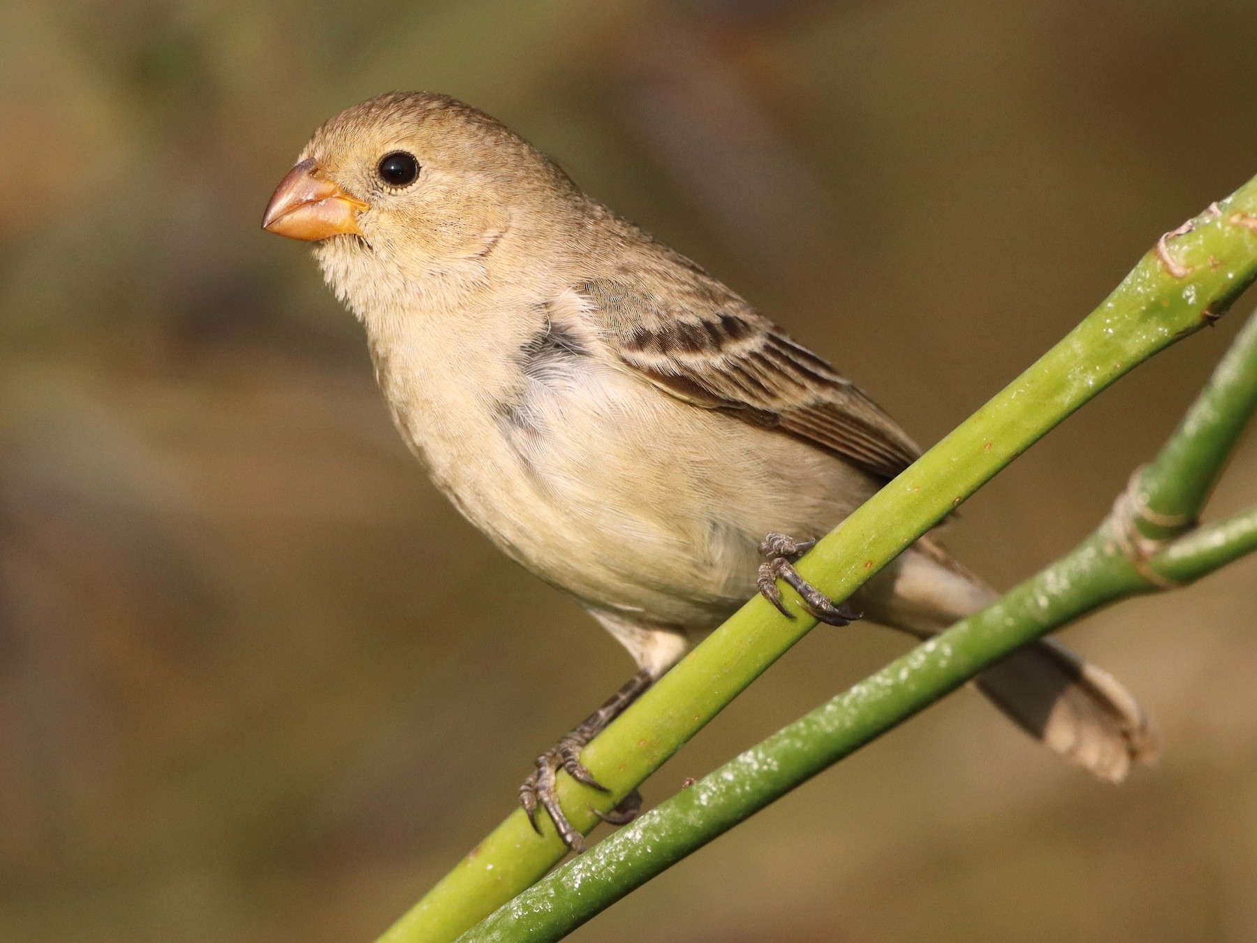 Ruddy-breasted Seedeater - eBird