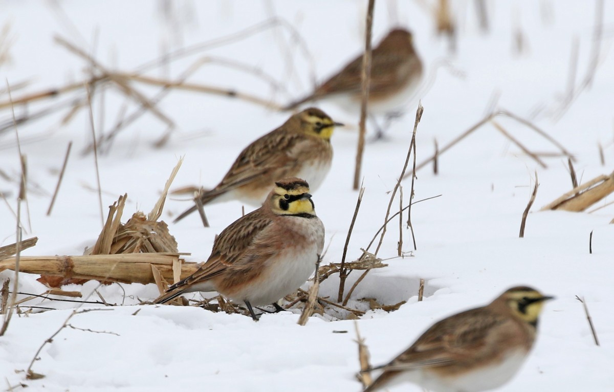 Pennsylvania Bird Atlas Checklist - 18 Jan 2024 - St. Peters Rd. - 3 species
