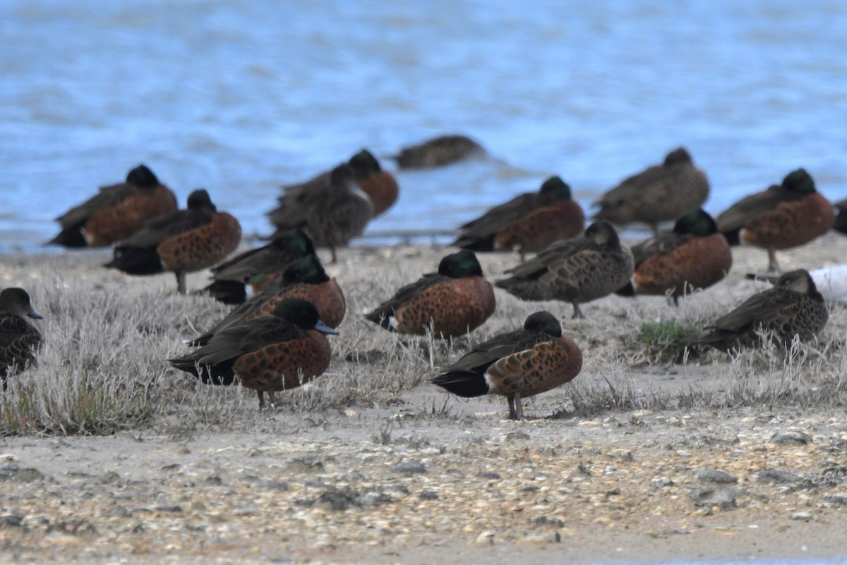 eBird Checklist - 18 Jan 2024 - Lake Victoria - 21 species