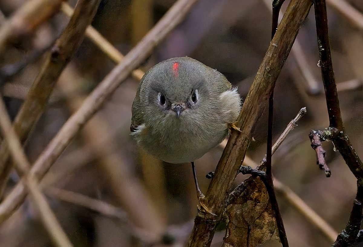 eBird Checklist - 18 Jan 2024 - Carkeek Park - 19 species