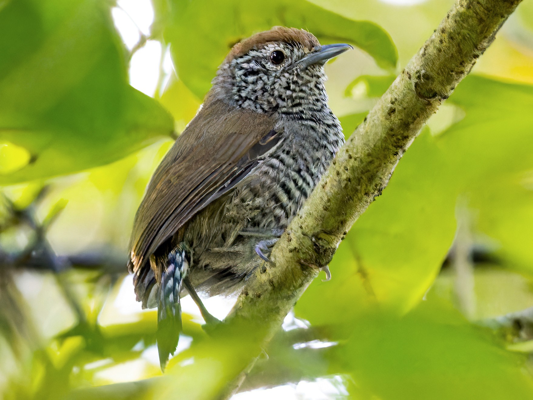 Speckle-breasted Wren - eBird
