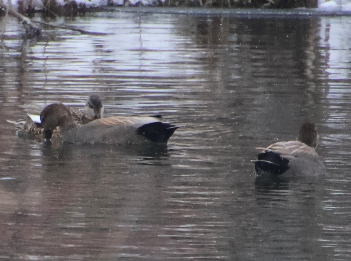 eBird Checklist - 18 Jan 2024 - Warwick Town Hall - Kings Highway - 4 ...