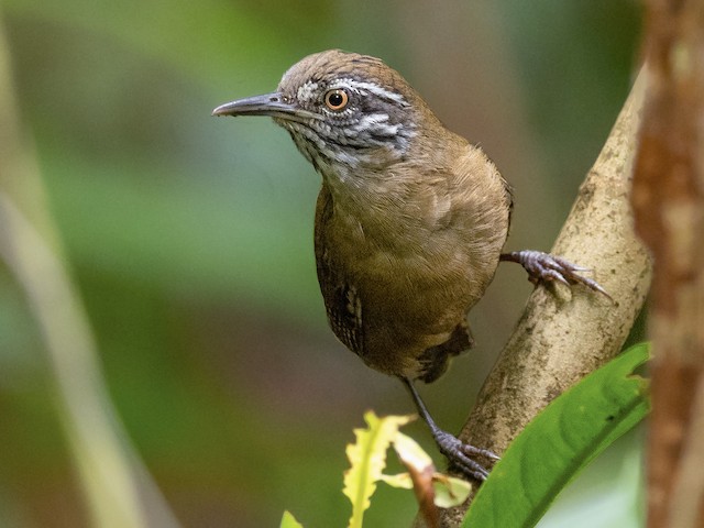 Photos - Stripe-throated Wren - Cantorchilus leucopogon - Birds of the ...