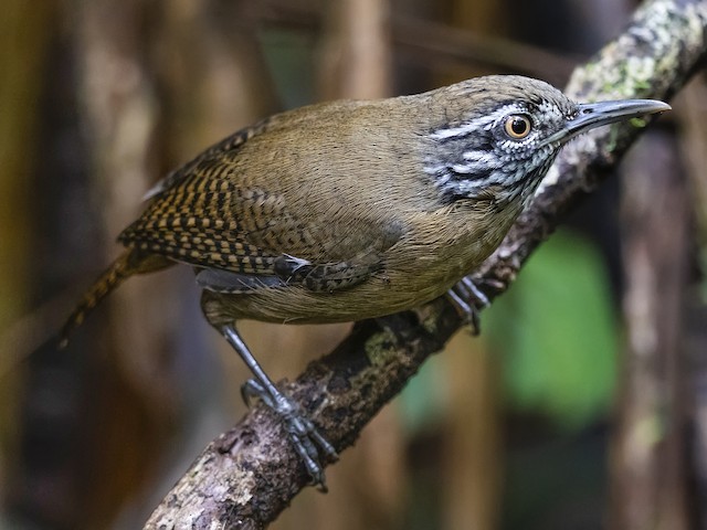 Photos - Stripe-throated Wren - Cantorchilus leucopogon - Birds of the ...
