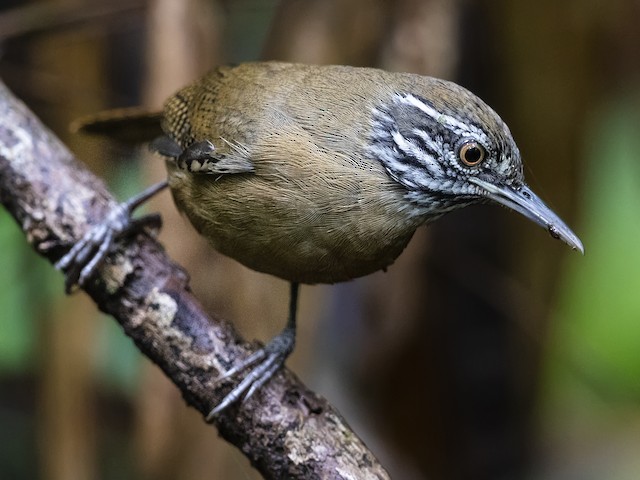 Photos - Stripe-throated Wren - Cantorchilus leucopogon - Birds of the ...