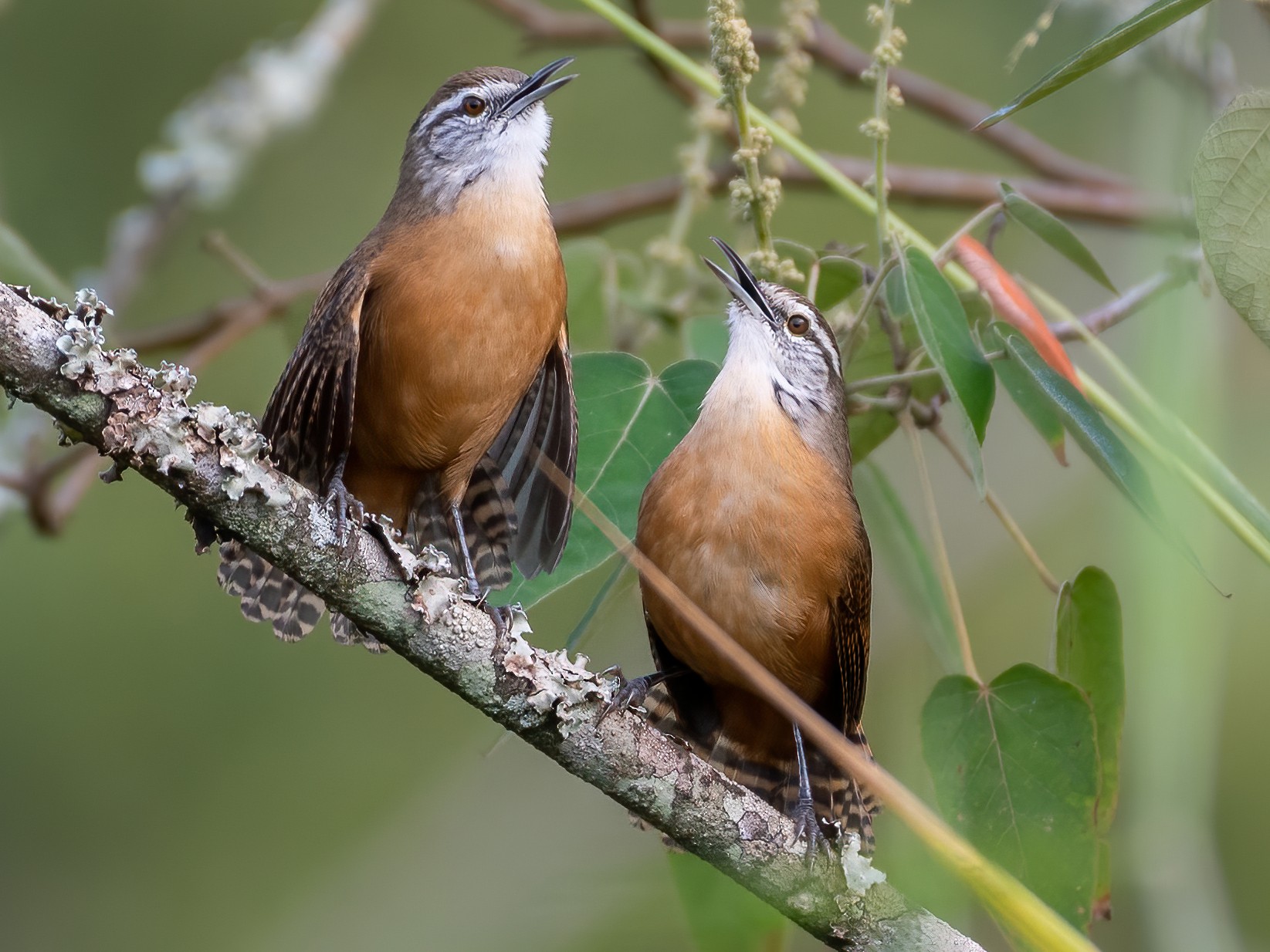 Buff-breasted Wren - eBird