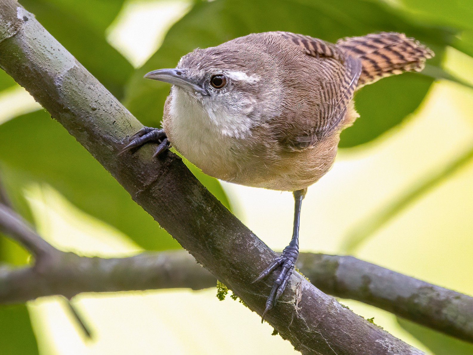 Buff-breasted Wren - eBird