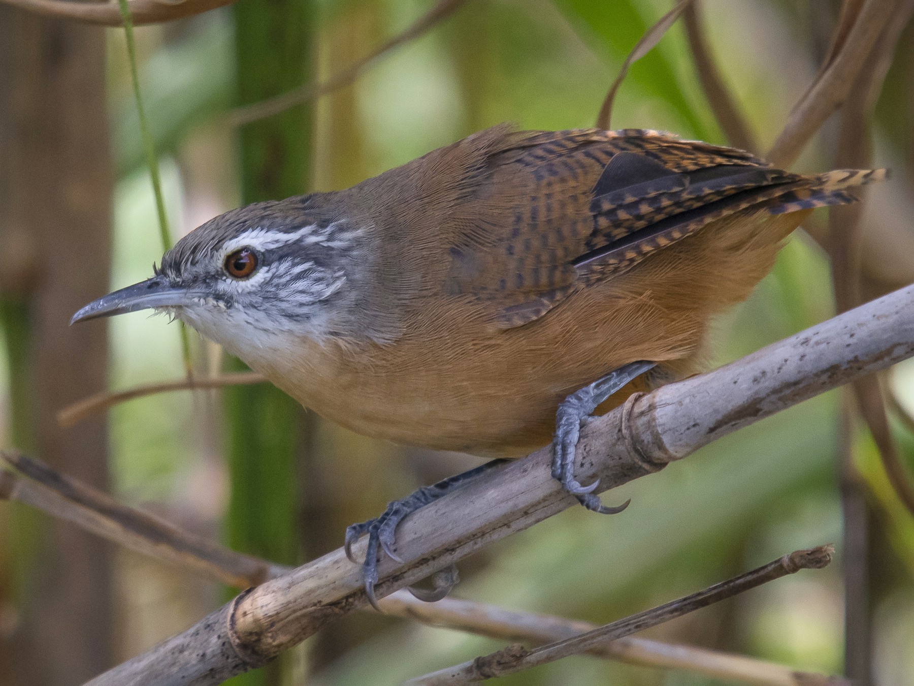 Buff-breasted Wren - eBird