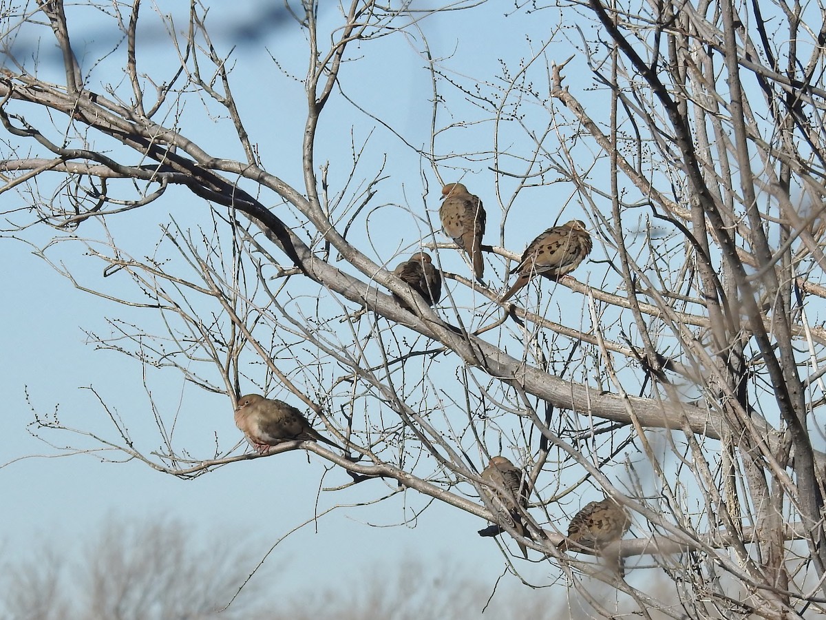 eBird Checklist - 18 Jan 2024 - I-20 Pond/Jenna Welch Nature Ctr. (FWTX ...