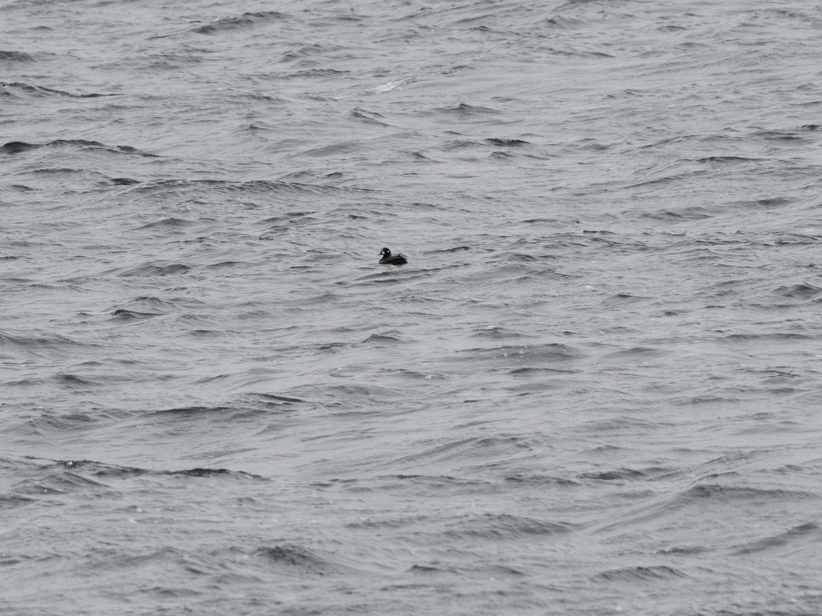 eBird Checklist - 18 Jan 2024 - Sherwood Island State Park - 21 species eBird Checklist - 18 Jan 2024 - Sherwood Island State Park - 21 species
