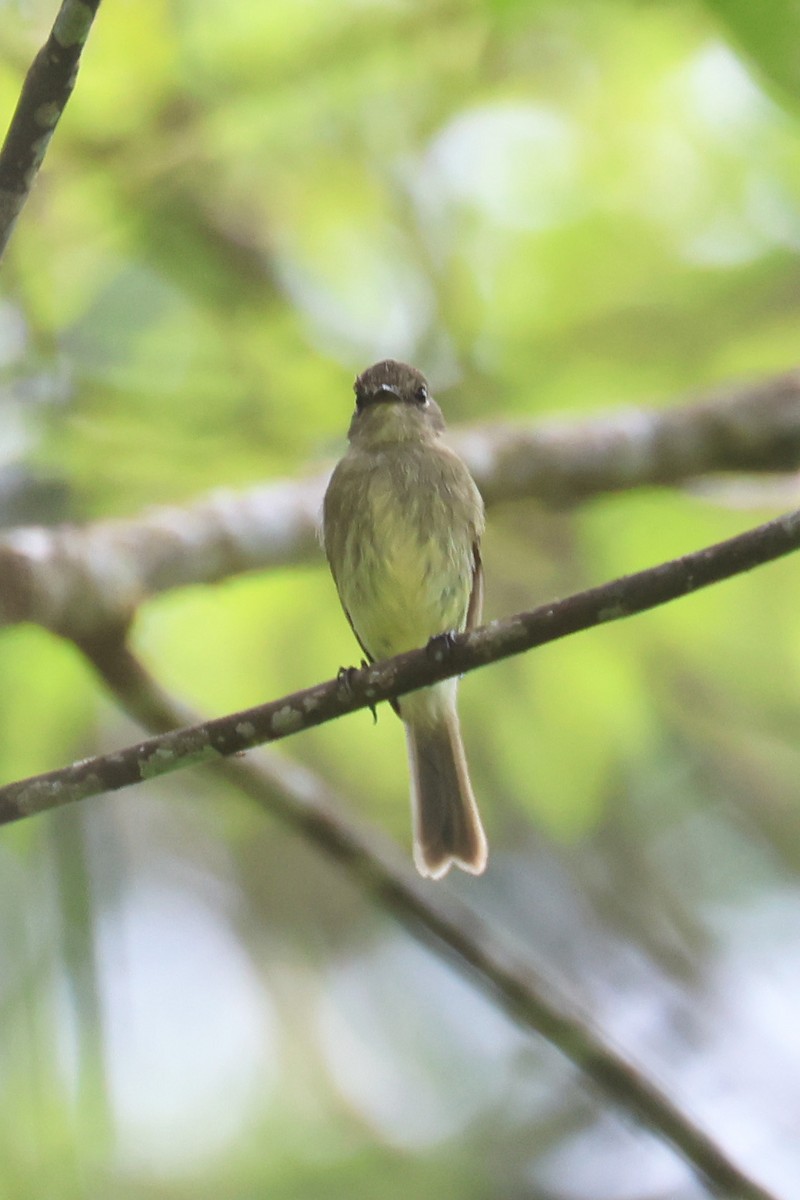 eBird Checklist - 18 Jan 2024 - Cauca, CO (1,365, -76,518) - 20 species